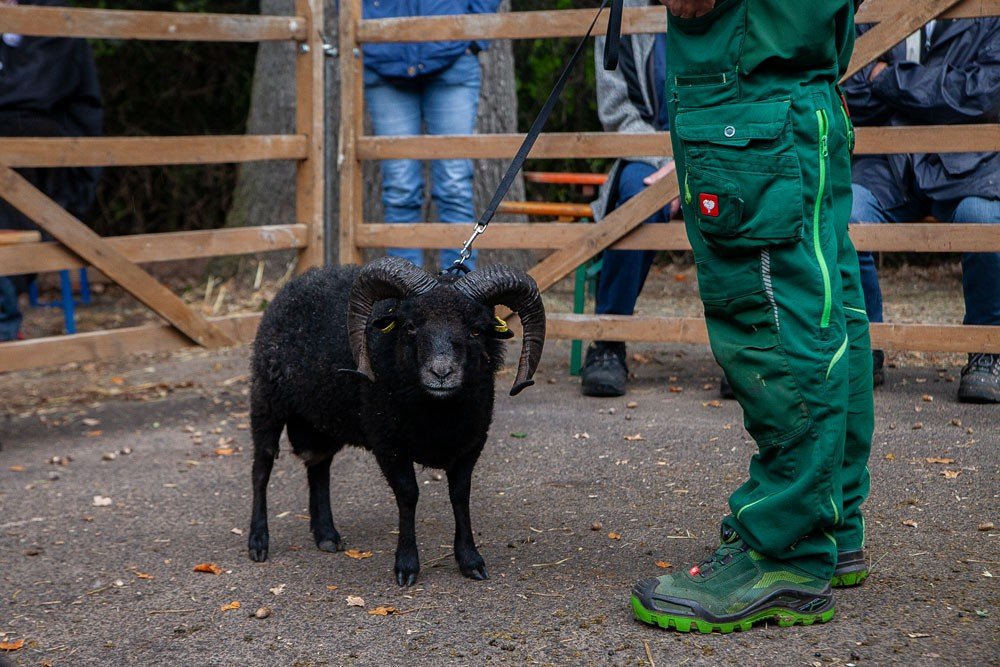 Haltung Ouessantschaf Igou Zwergschafe Quessantschafe Quessantschaf