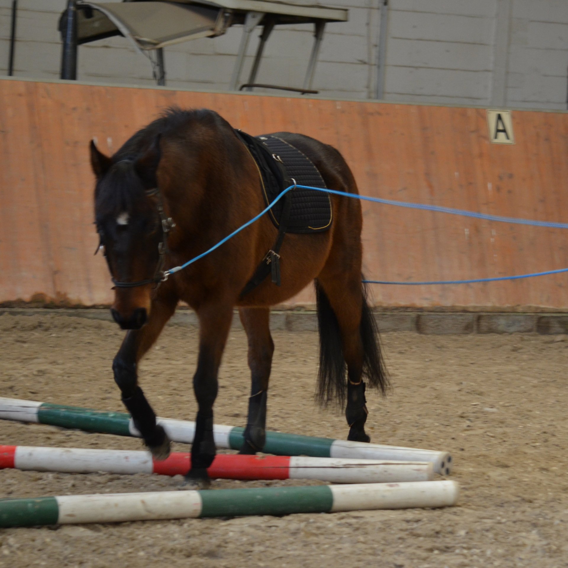 Bodenarbeit | Vertrauen lernen zwischen Mensch und Pferd
