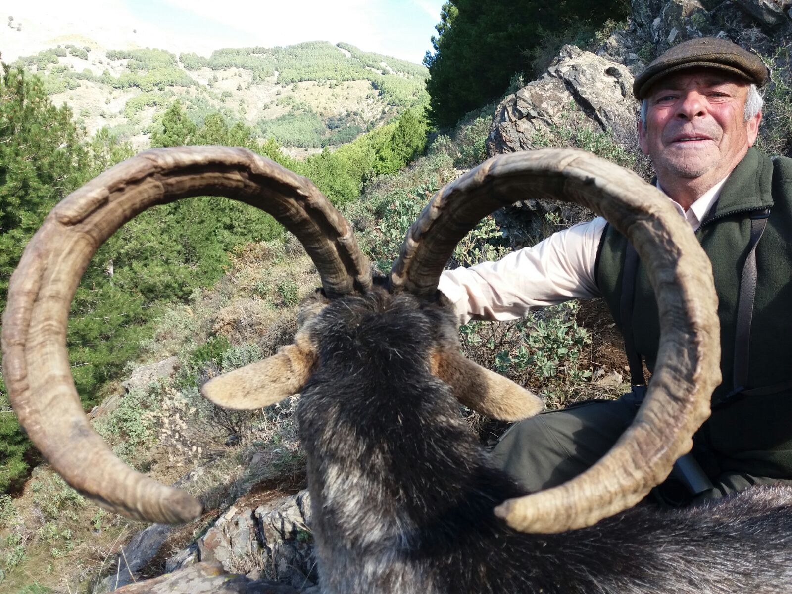 SIERRA NEVADA IBEX (SOUTHEASTERN IBEX) AND RONDA IBEX