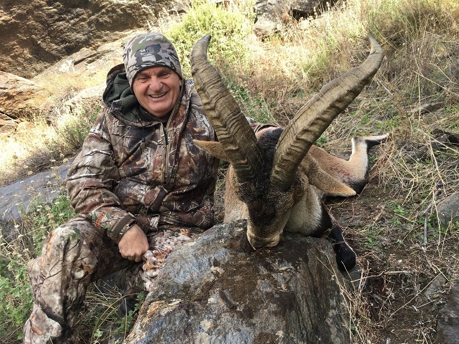 SIERRA NEVADA IBEX (SOUTHEASTERN IBEX) AND RONDA IBEX