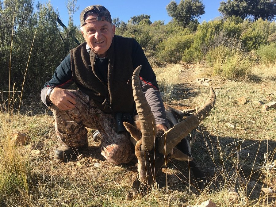 SIERRA NEVADA IBEX (SOUTHEASTERN IBEX) AND RONDA IBEX