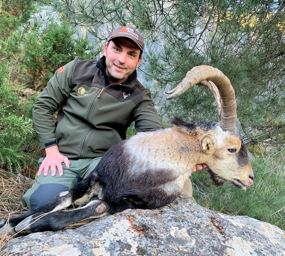 SIERRA NEVADA IBEX (SOUTHEASTERN IBEX) AND RONDA IBEX