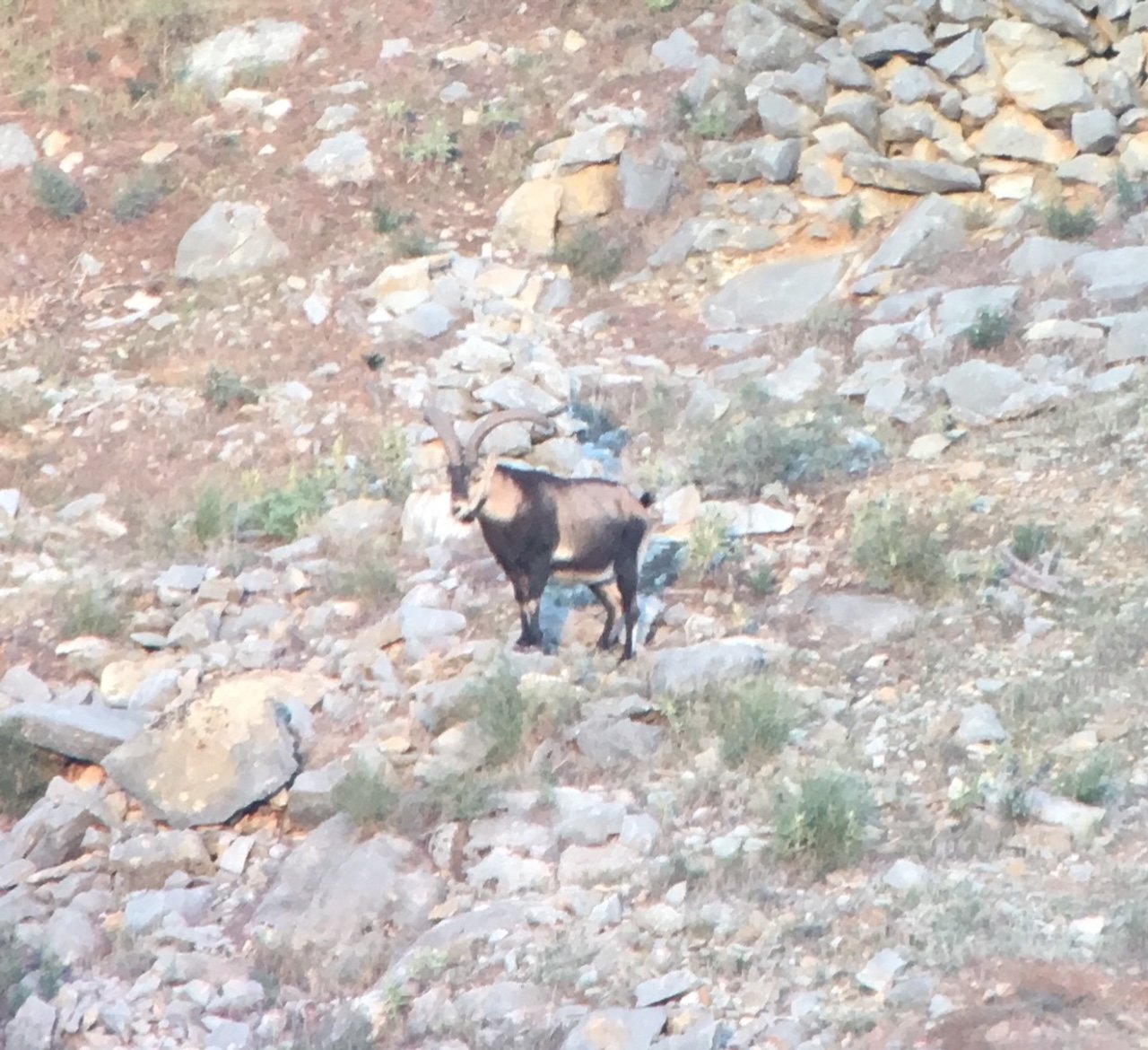 SIERRA NEVADA IBEX (SOUTHEASTERN IBEX) AND RONDA IBEX