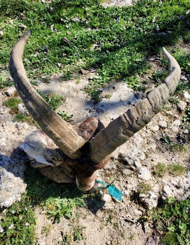 SIERRA NEVADA IBEX (SOUTHEASTERN IBEX) AND RONDA IBEX