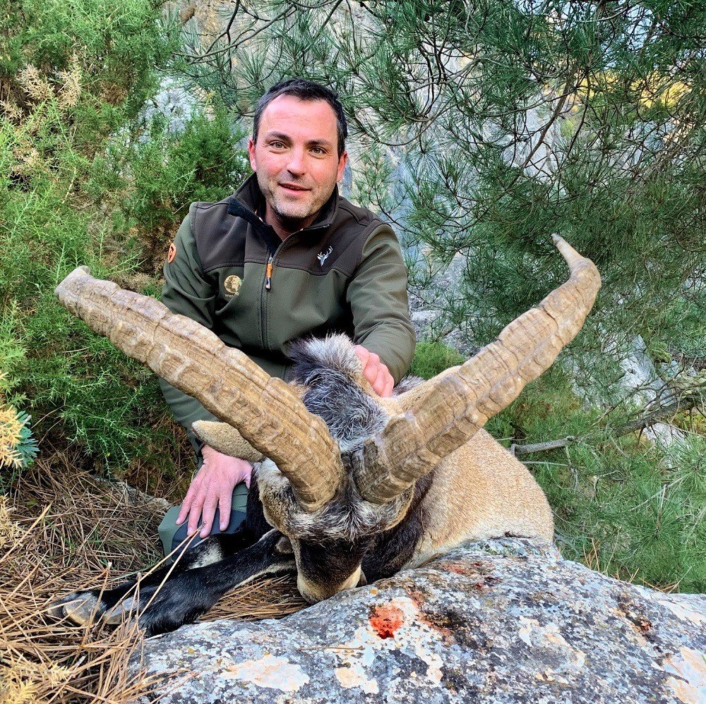 SIERRA NEVADA IBEX (SOUTHEASTERN IBEX) AND RONDA IBEX