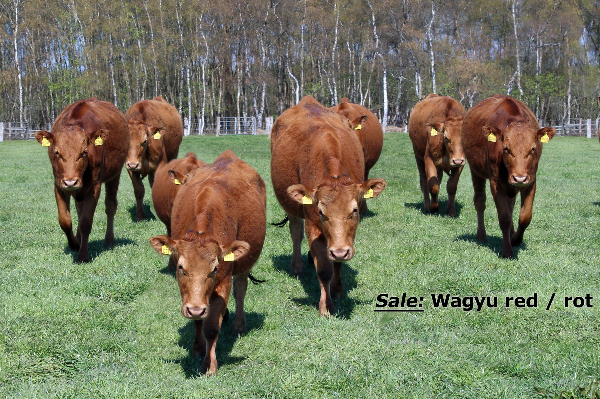 Informationen zu Wagyu-Rinder rot / red von Holstein Wagyu