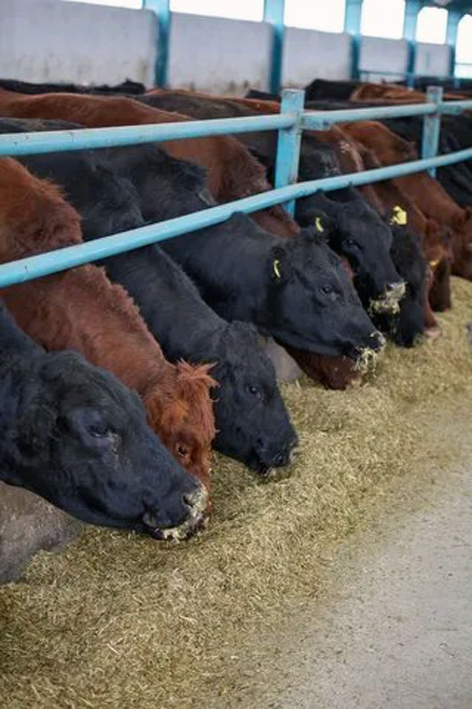 Die optimale Fütterung von Wagyrindern