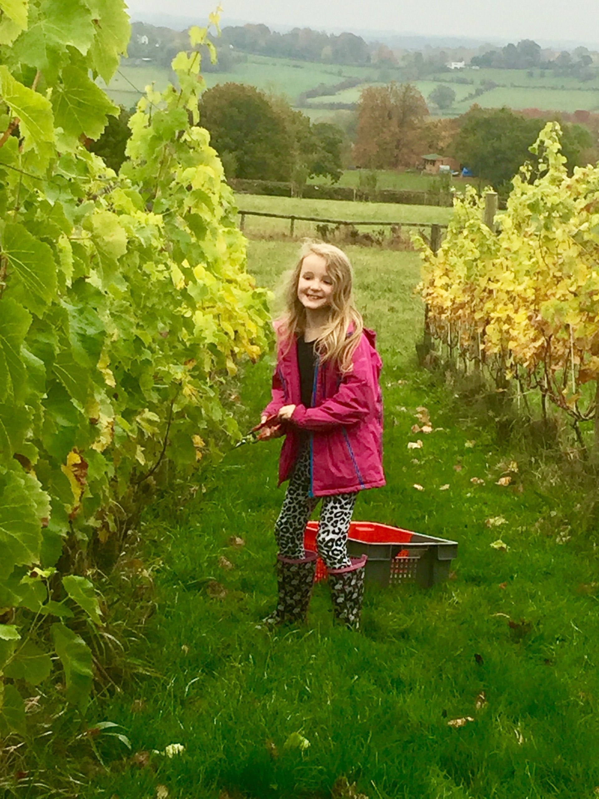 Amber Valley Vineyards, Derbyshire