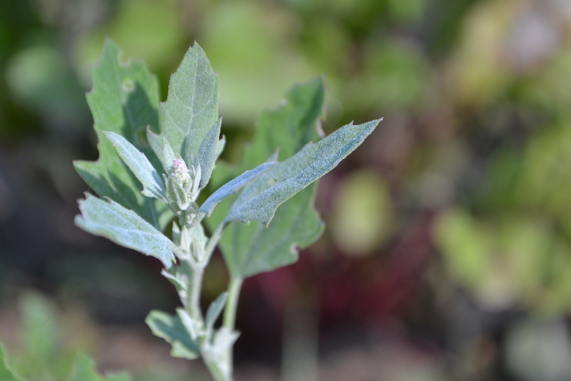Farinello, una manna infestante
