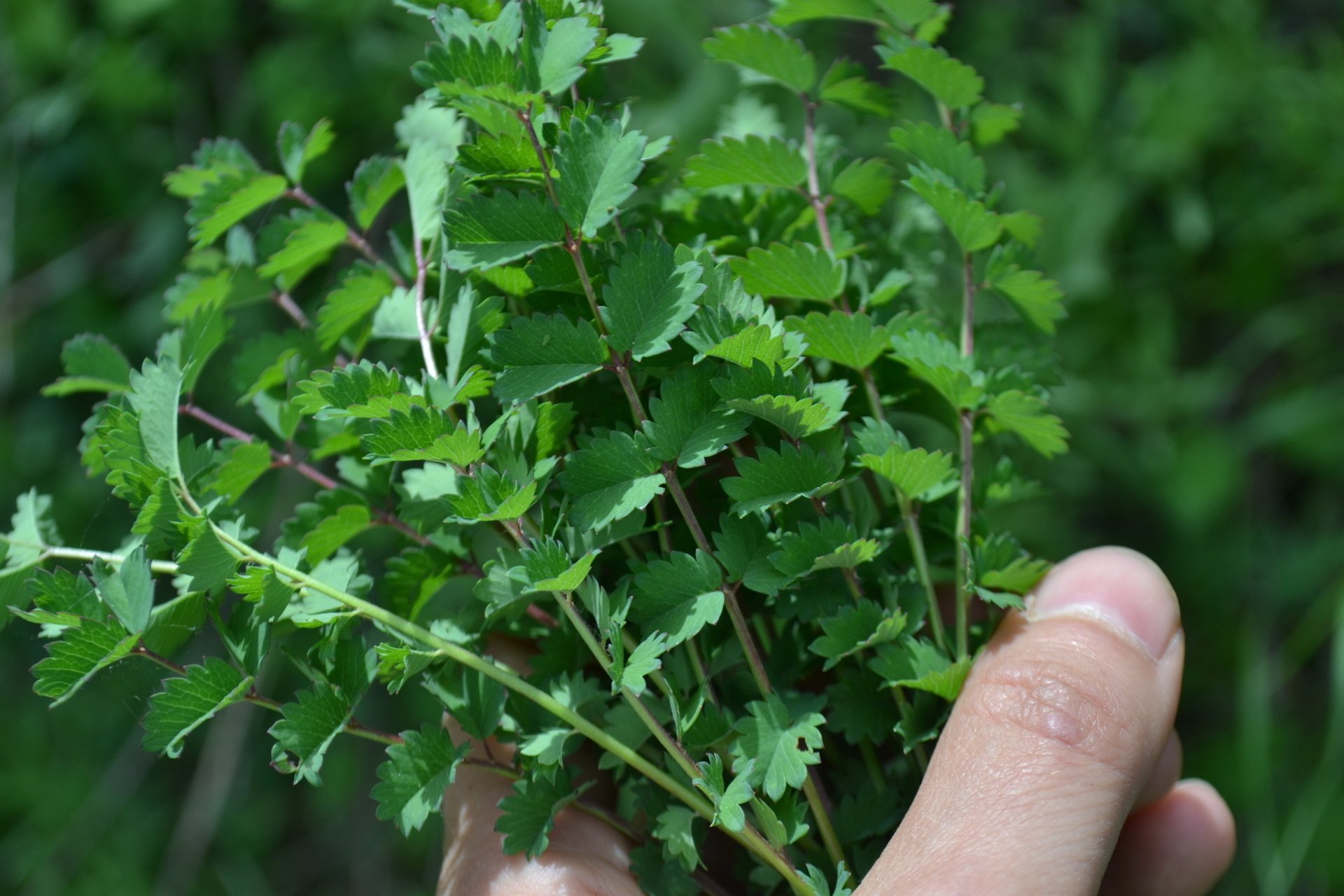 Pimpinella, la principessa dell'insalata