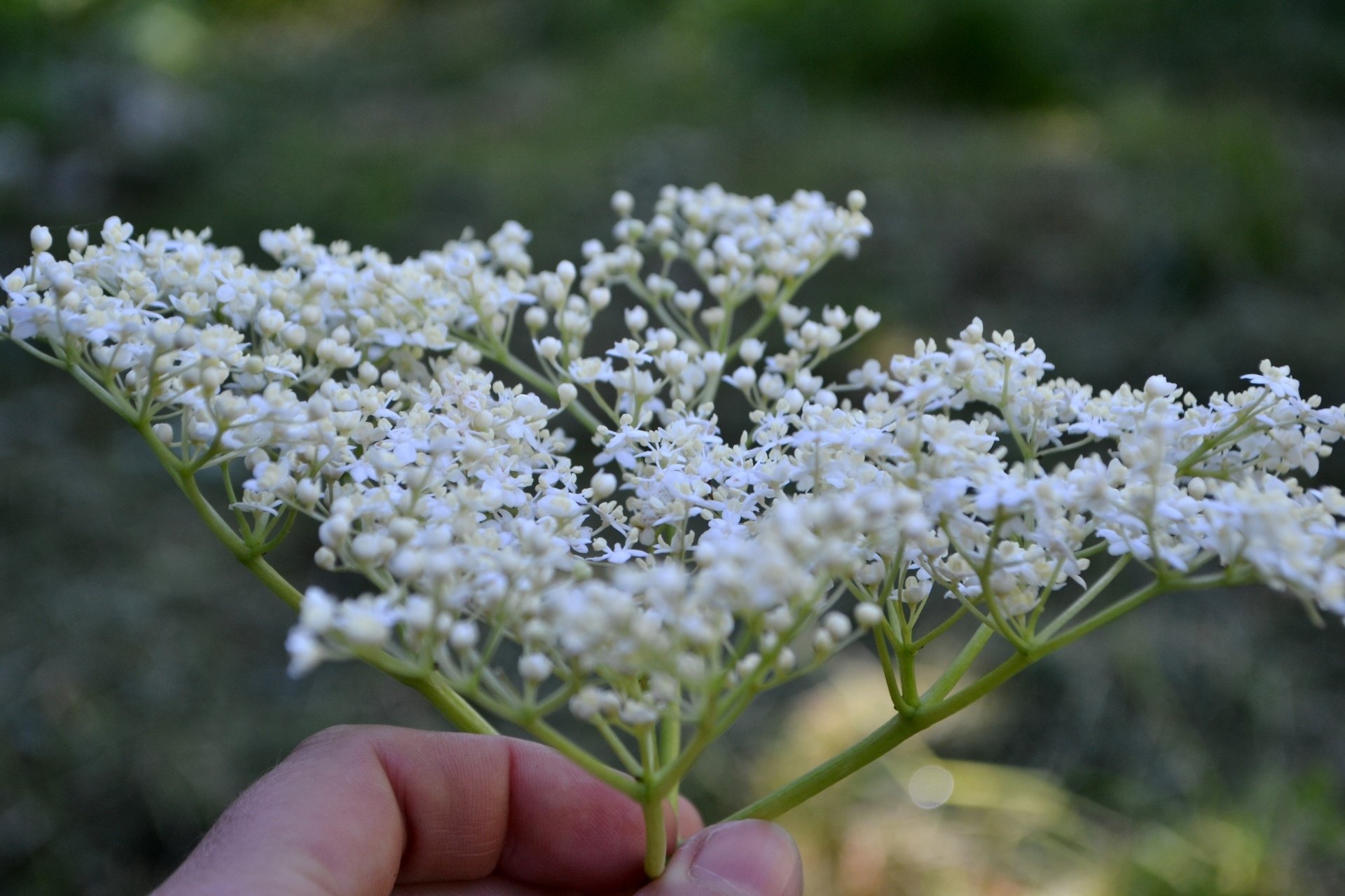 Sambuco, il magico arbusto