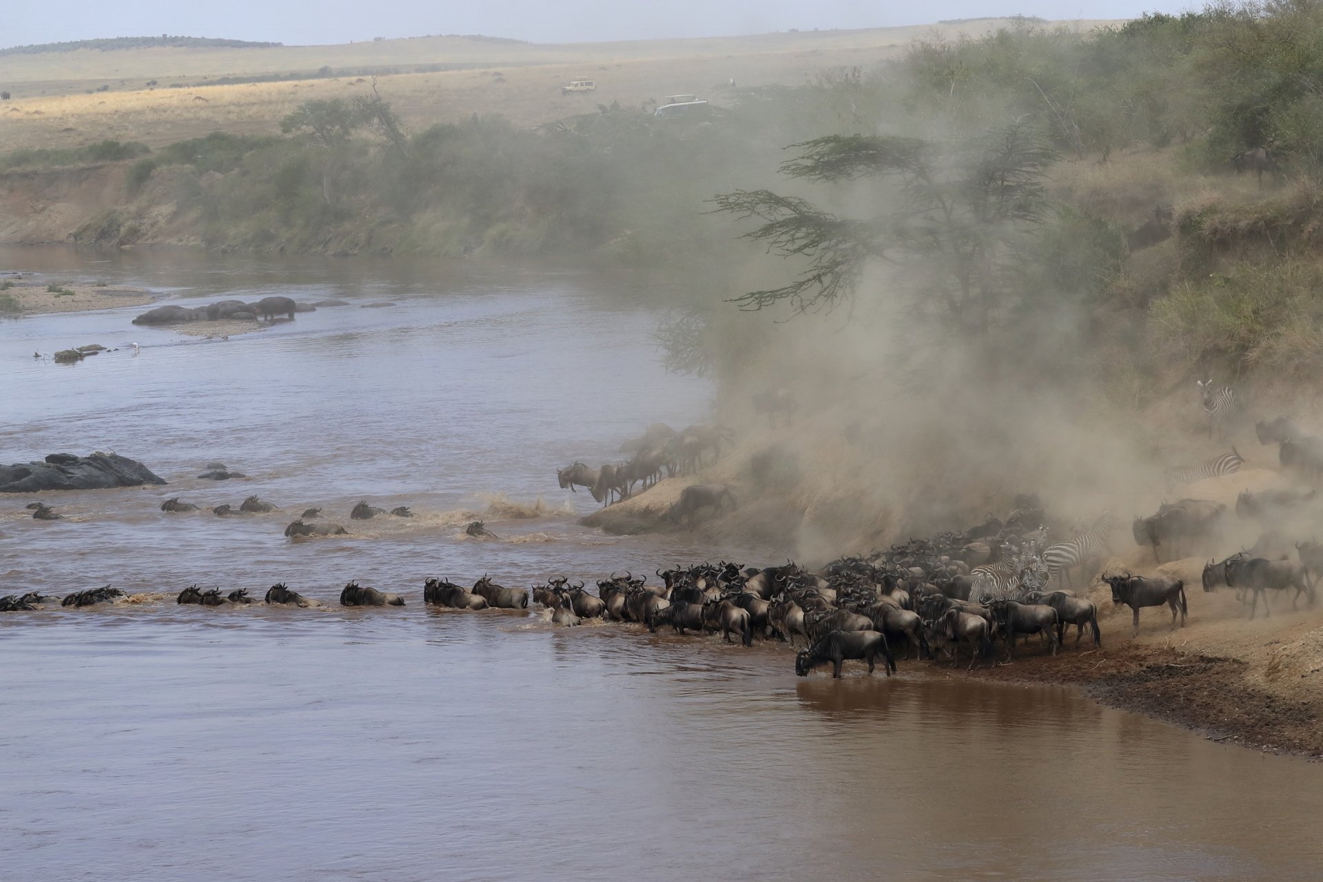 David Shaw Photography- Wildlife,Weddings,Product Promotion