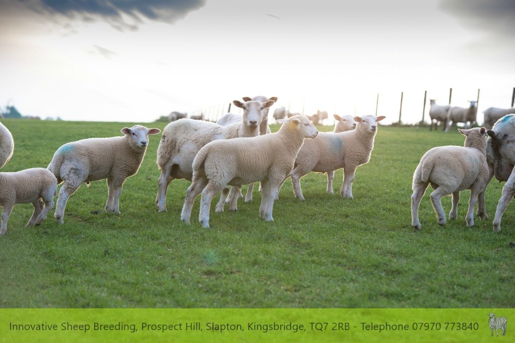 Innovative Sheep Breeding Galley