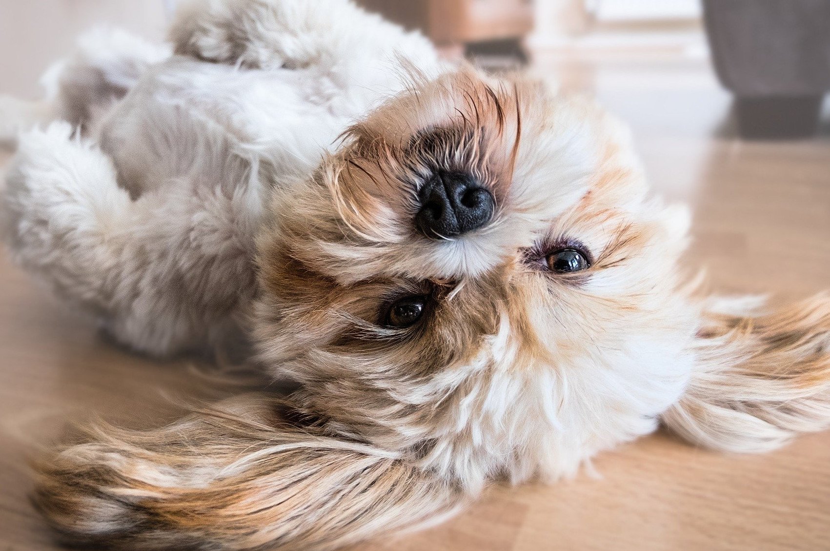 Kootenai Humane Society Pet Adoption