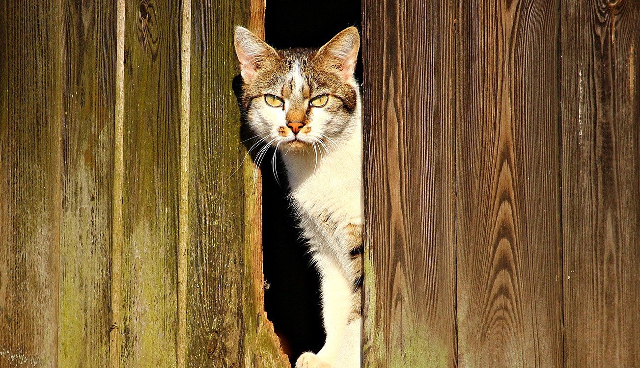 Companions Animal Center Barn Cat Program