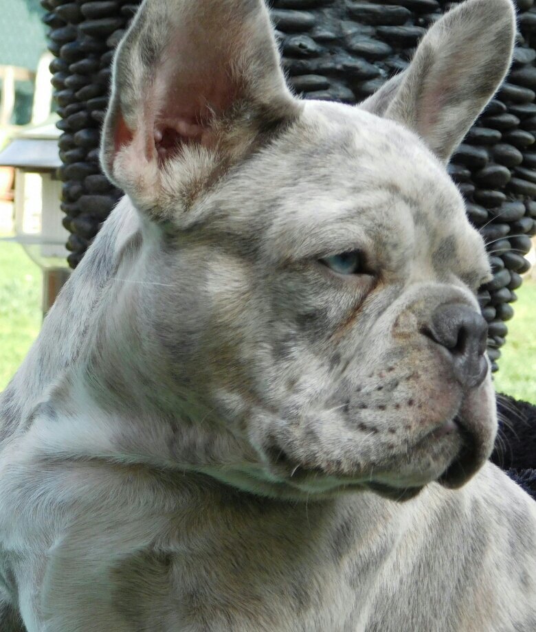 Italian Stallion Bulls