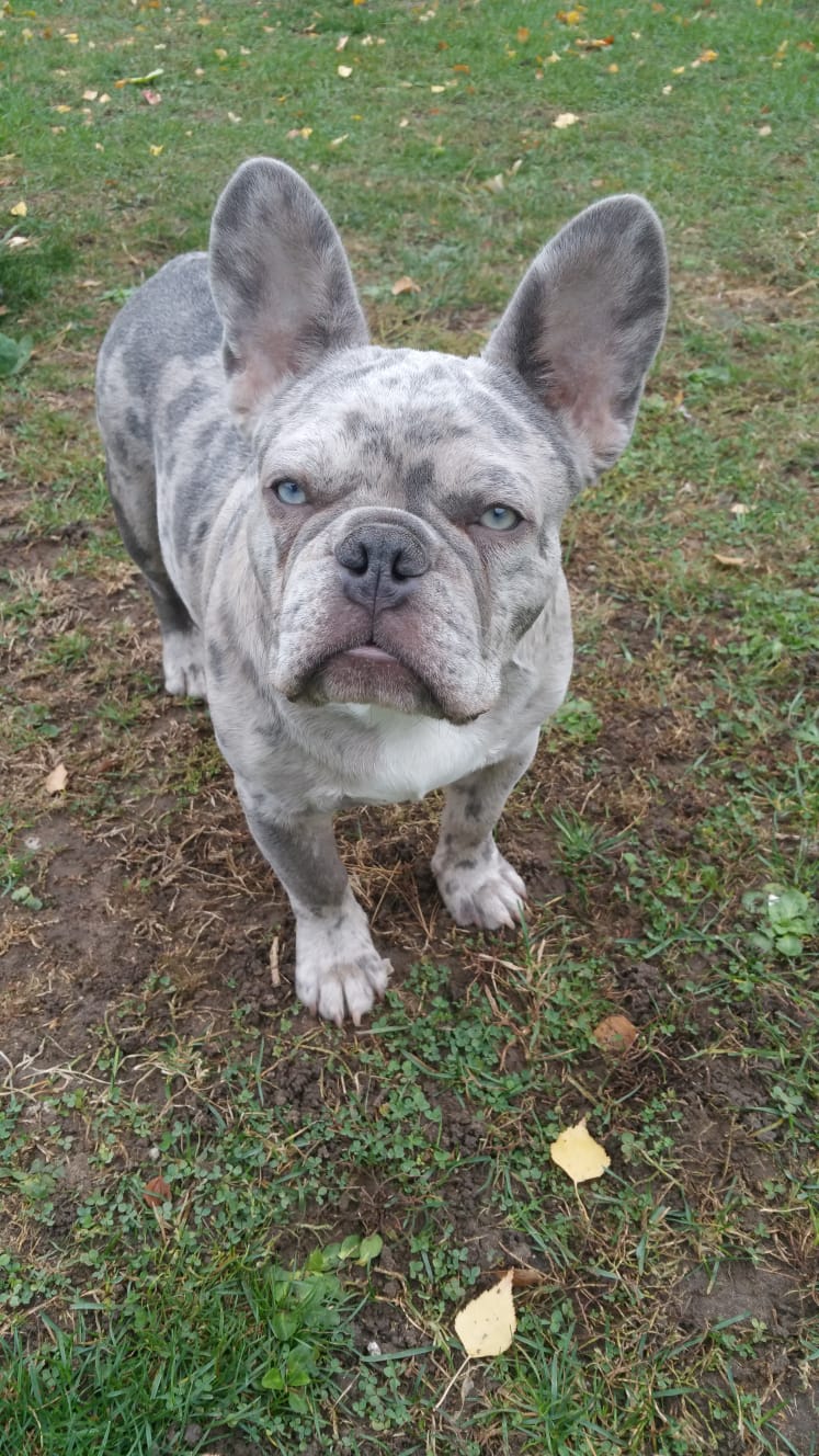 Italian Stallion Bulls