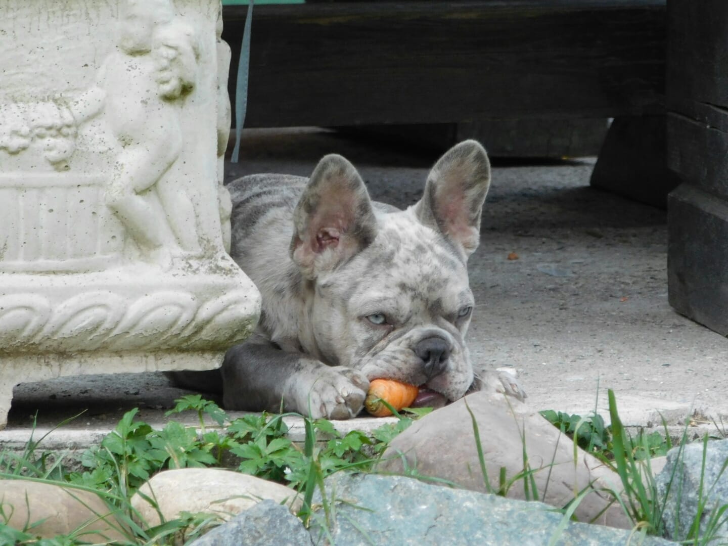 Italian Stallion Bulls