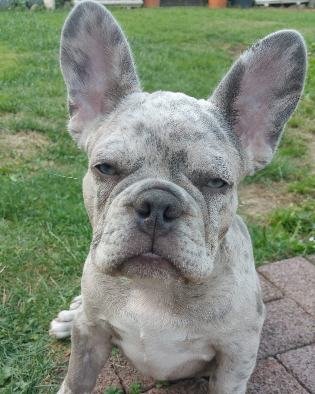 Italian Stallion Bulls