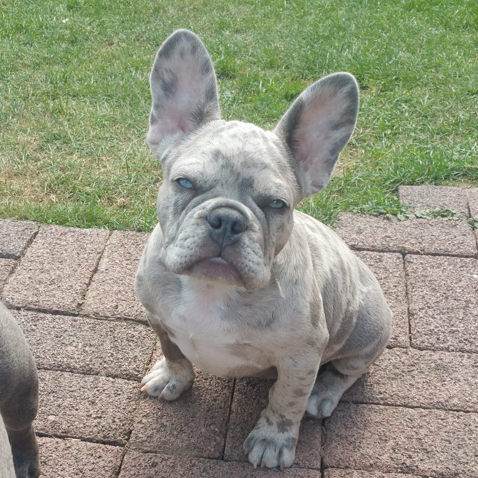 Italian Stallion Bulls