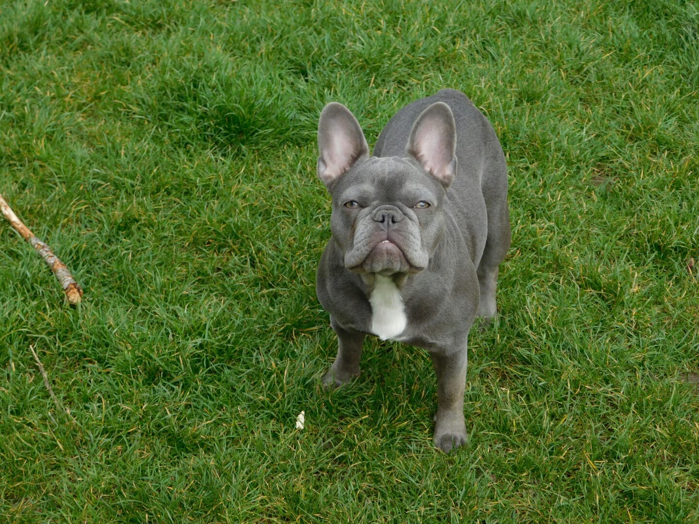 Italian Stallion Bulls