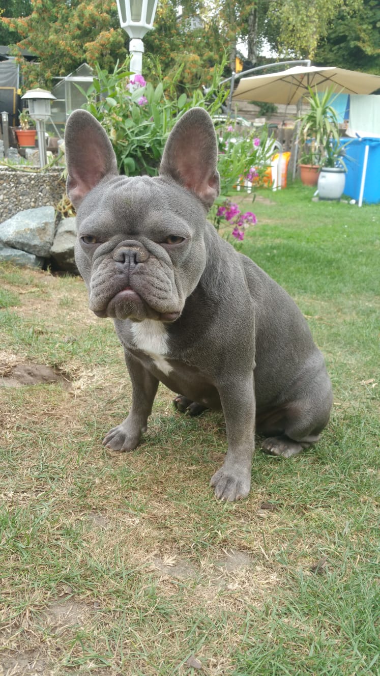 Italian Stallion Bulls