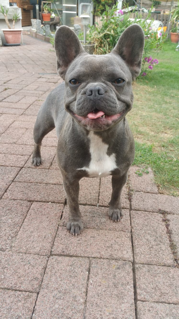 Italian Stallion Bulls