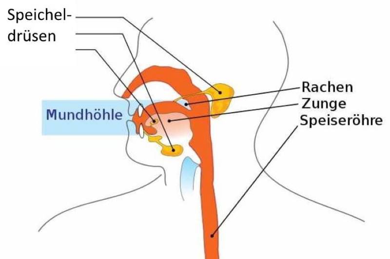 Vom Kauen und Verdauen
