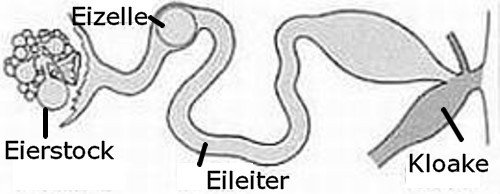 Hühner - Eine Lerngeschichte der Hamsterkiste
