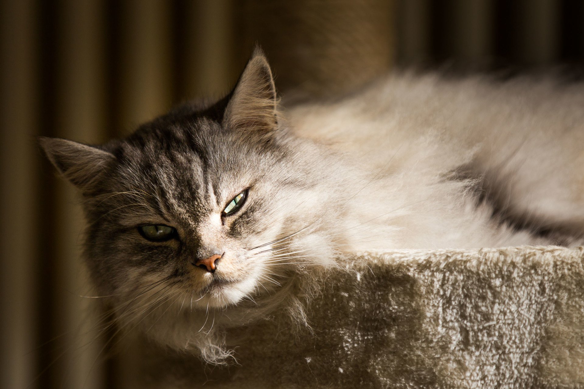 Mysterium Katze