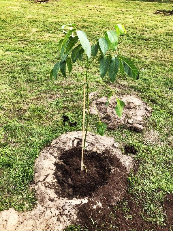 Unsere Walnuss-Sorten