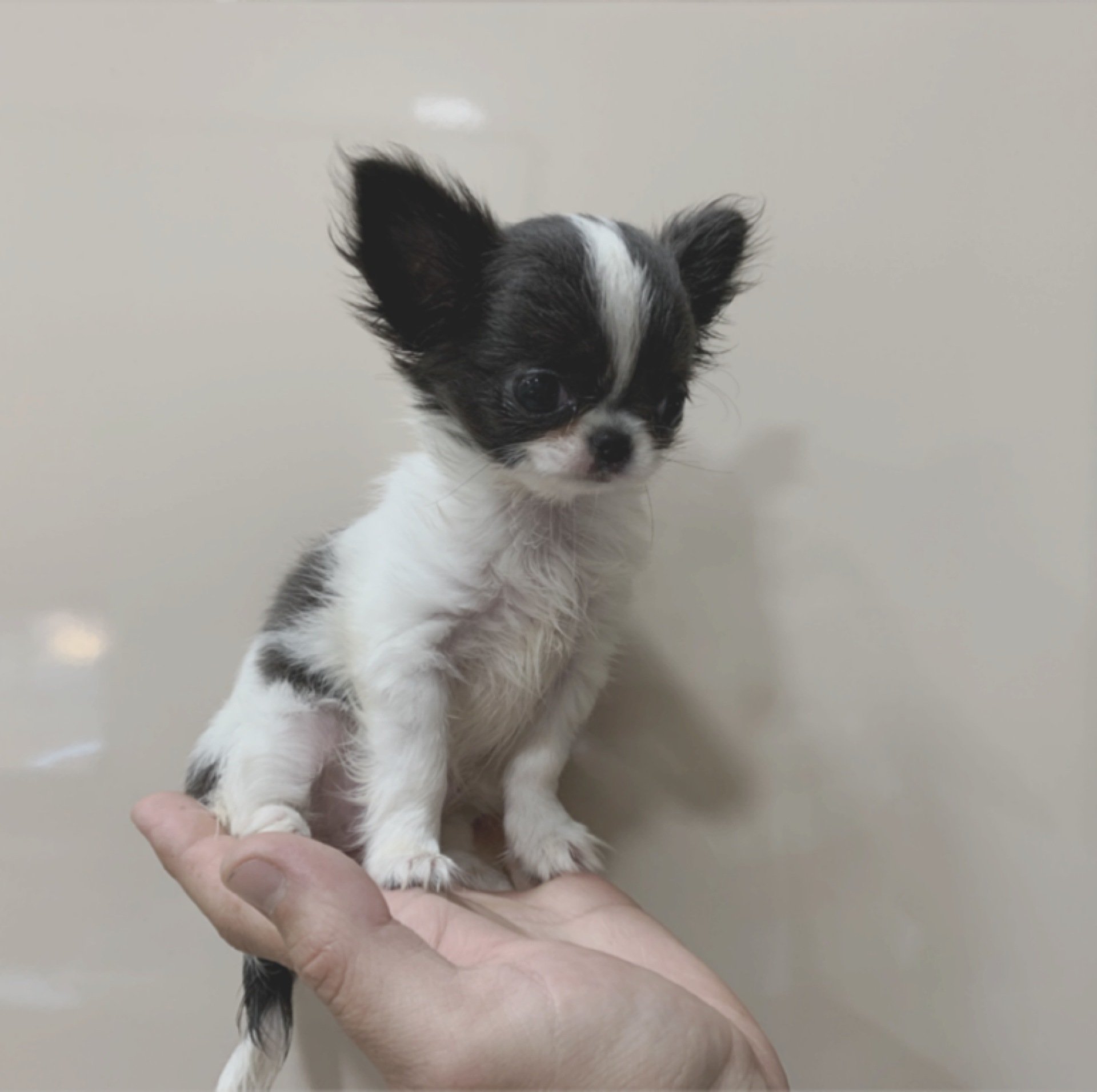 criadero chihuahuas ,chihuahuas toy, chihuahua en venta
