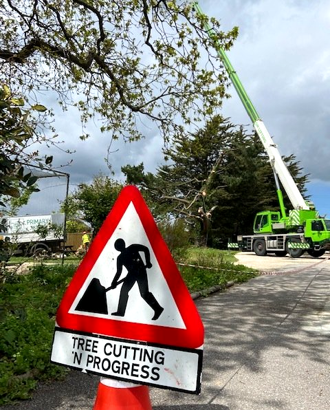 Dorset Tree Surgeon | Primary Tree Care Ltd, Poole.