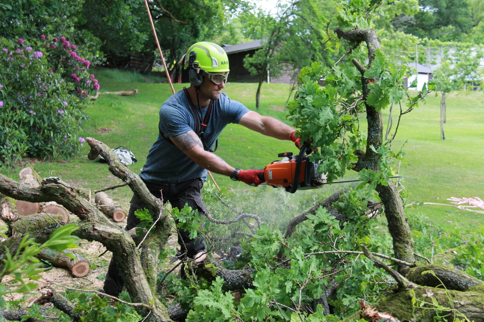 Dorset Tree Surgeon | Primary Tree Care Ltd, Poole | About