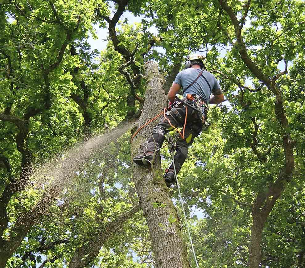 Dorset Tree Surgeon | Primary Tree Care Ltd, Poole | Gallery