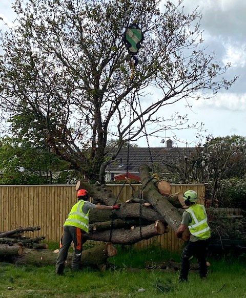 Dorset Tree Surgeon | Primary Tree Care Ltd, Poole | Gallery