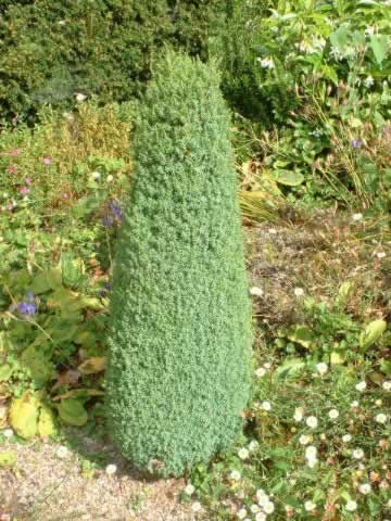 Triscombe Nurseries - Quality plants from a unique nursery