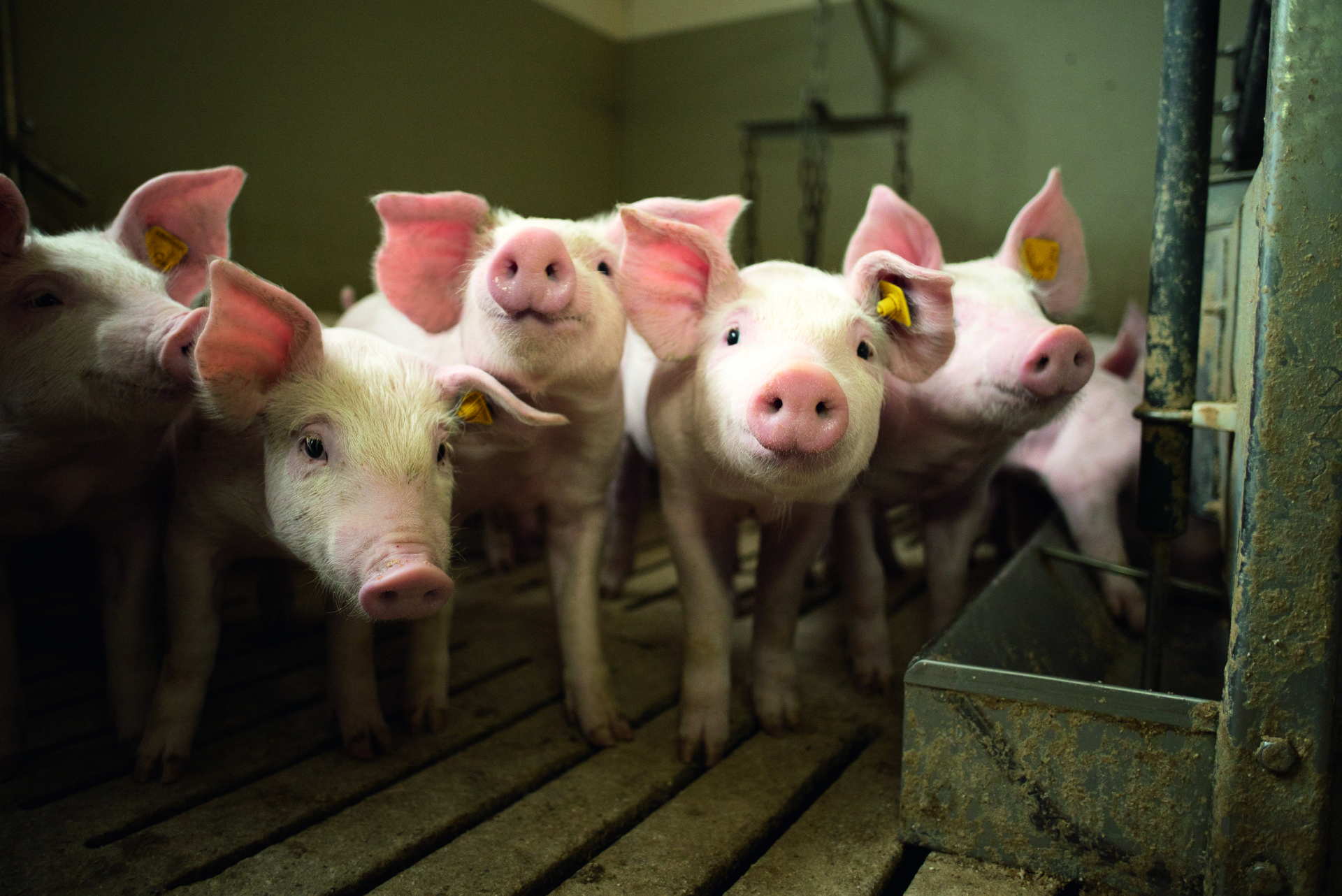 Schweinefutter für Mastschwein, Zuchtsau, Futterzusätze für Schweine