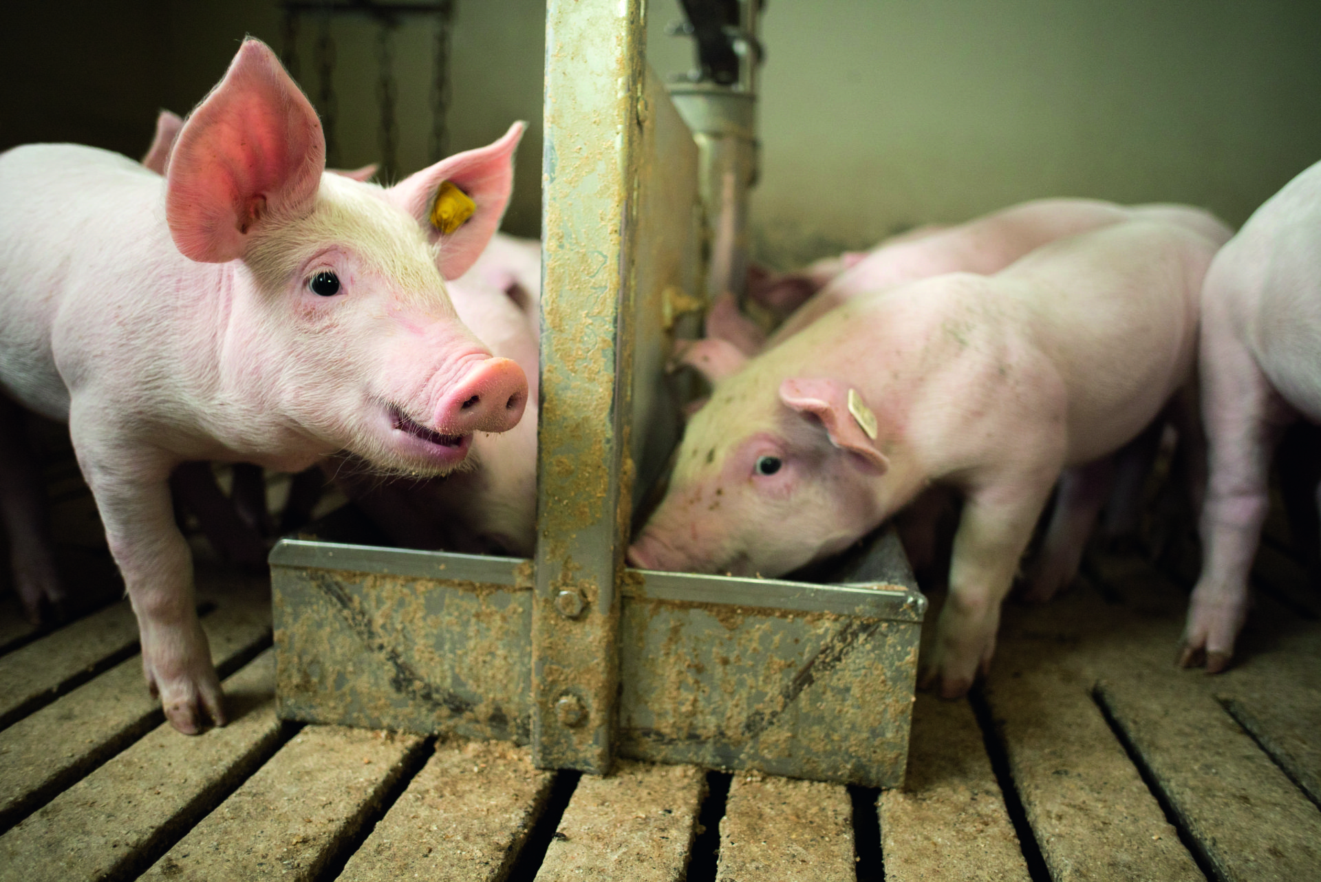 Schweinefutter für Mastschwein, Zuchtsau, Futterzusätze für Schweine