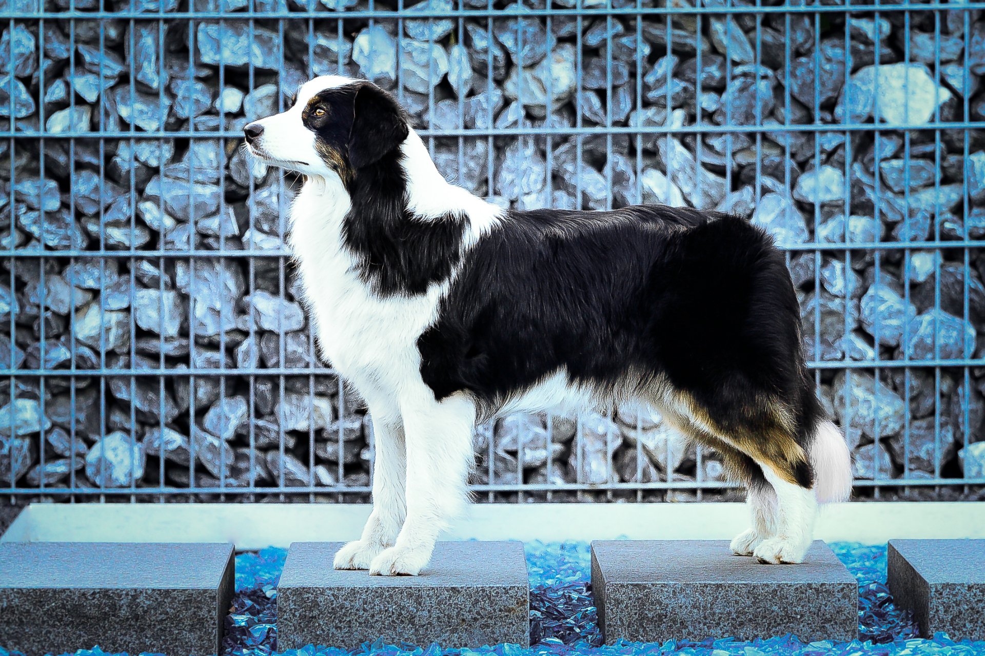 One Of The Pack: Australian Shepherd, Zughundesport und Aussiezucht