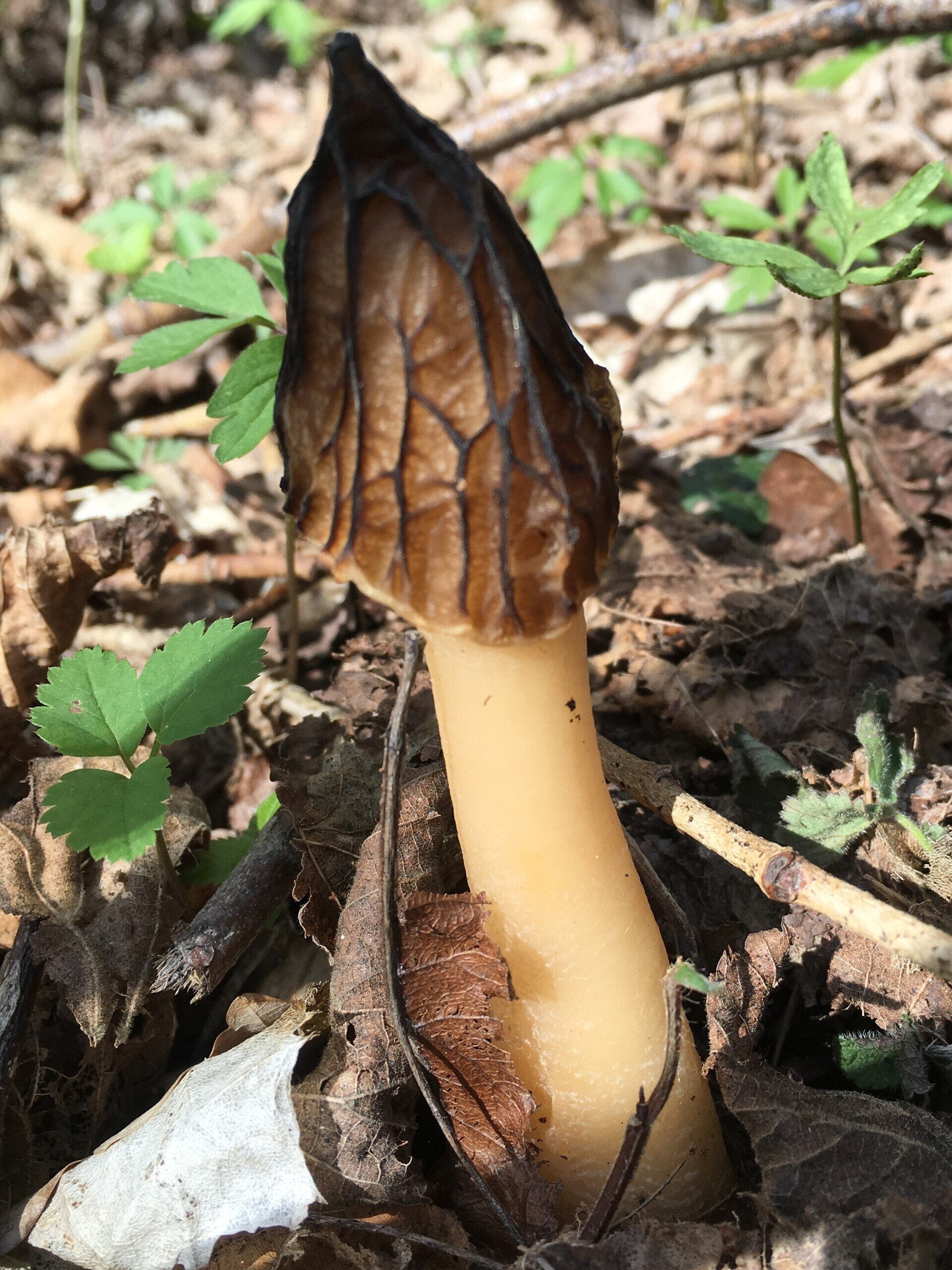 Morcheln entdecken ist schwer - wie und wo man sie findet erklärt der ...