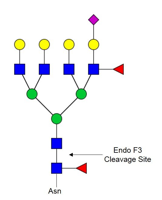 Mass Spectrometry Compatible Glycosidases | N-Zyme Sci