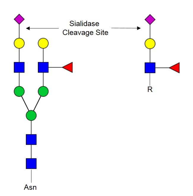 Mass Spectrometry Compatible Glycosidases | N-Zyme Sci