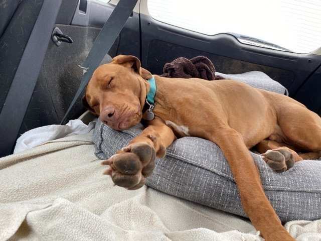 2nd Chance Vizsla Rescue, Inc.