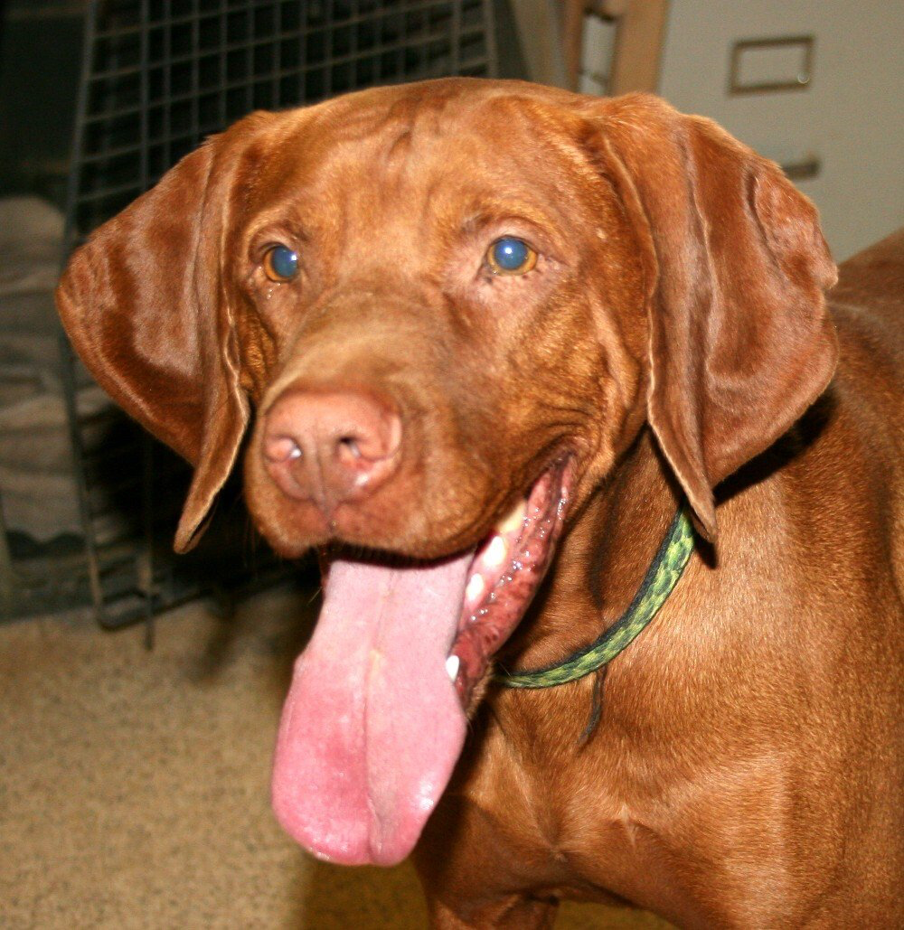 2nd Chance Vizsla Rescue, Inc.