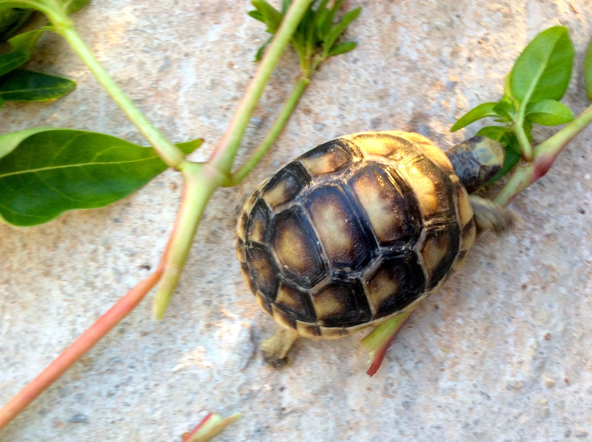 Greek Tortoises on Hydra Island Greece