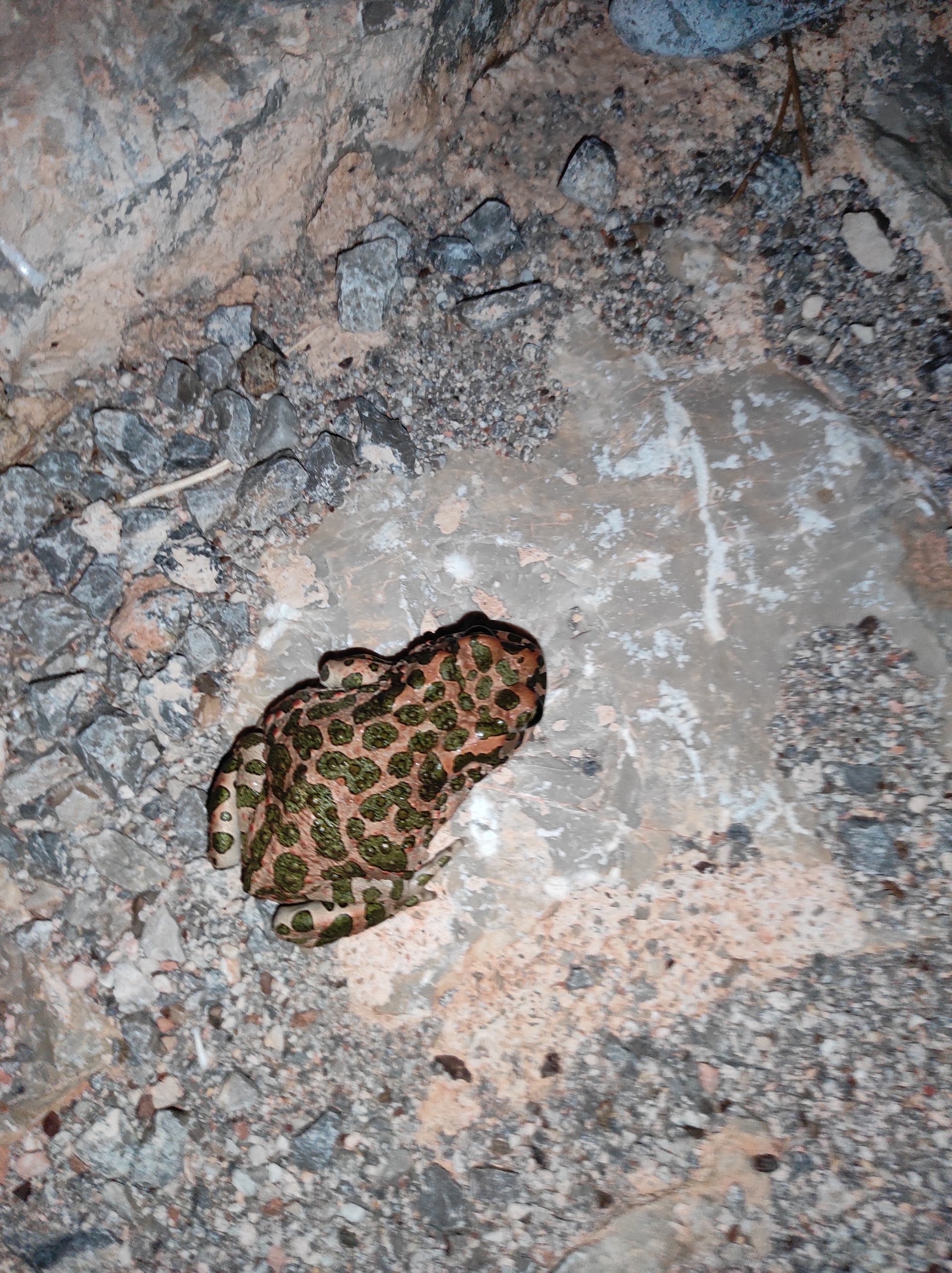 Balearic Green Toads on Hydra Island Greece