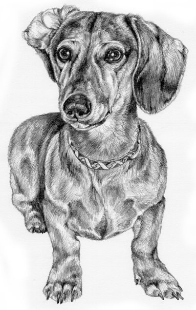 Dog Drawings | Pet Portraits | Pet Painting | Dog Painting | Painted ...