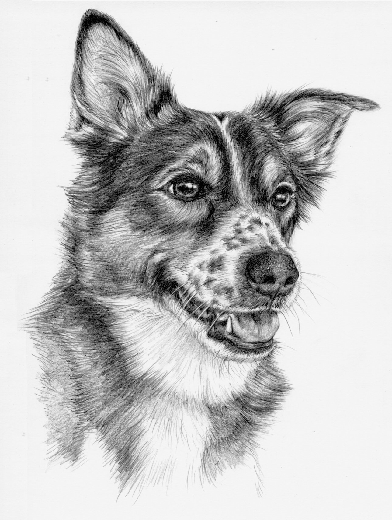 Dog Drawings | Pet Portraits | Pet Painting | Dog Painting | Painted ...