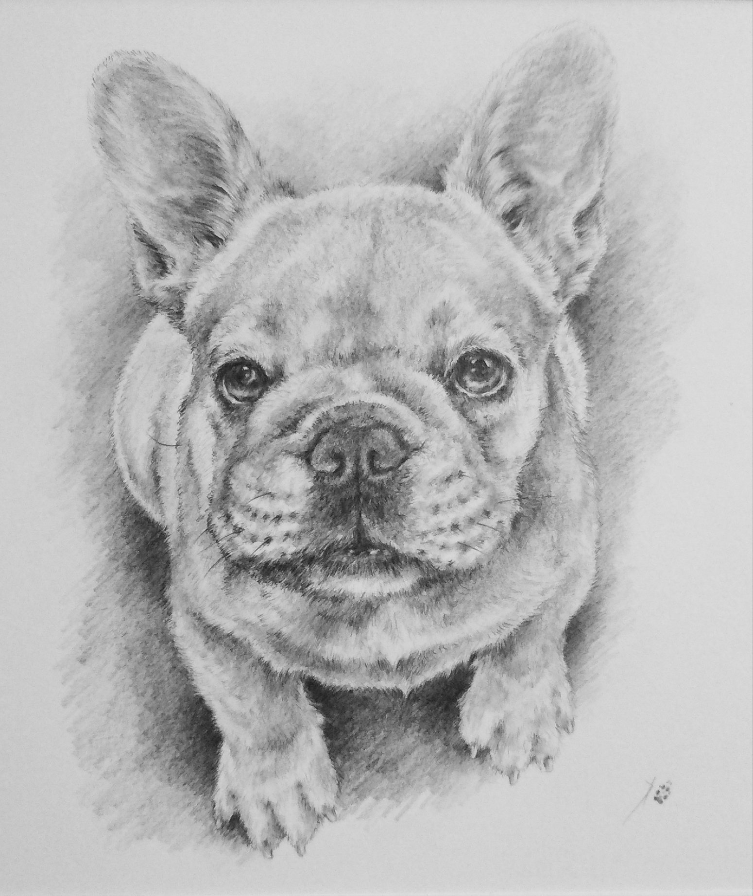 Dog Drawings | Pet Portraits | Pet Painting | Dog Painting | Painted ...